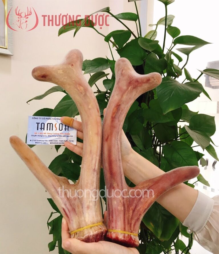Ngâm Nhung Hươu Với Gì? 4 Cách Ngâm Nhung Hươu Phổ Biến