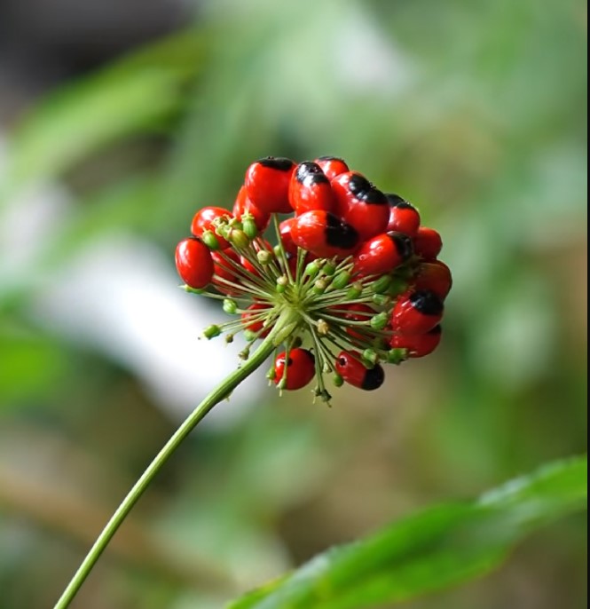 Hoa sâm ngọc linh có tác dụng gì? Cách sử dụng đúng